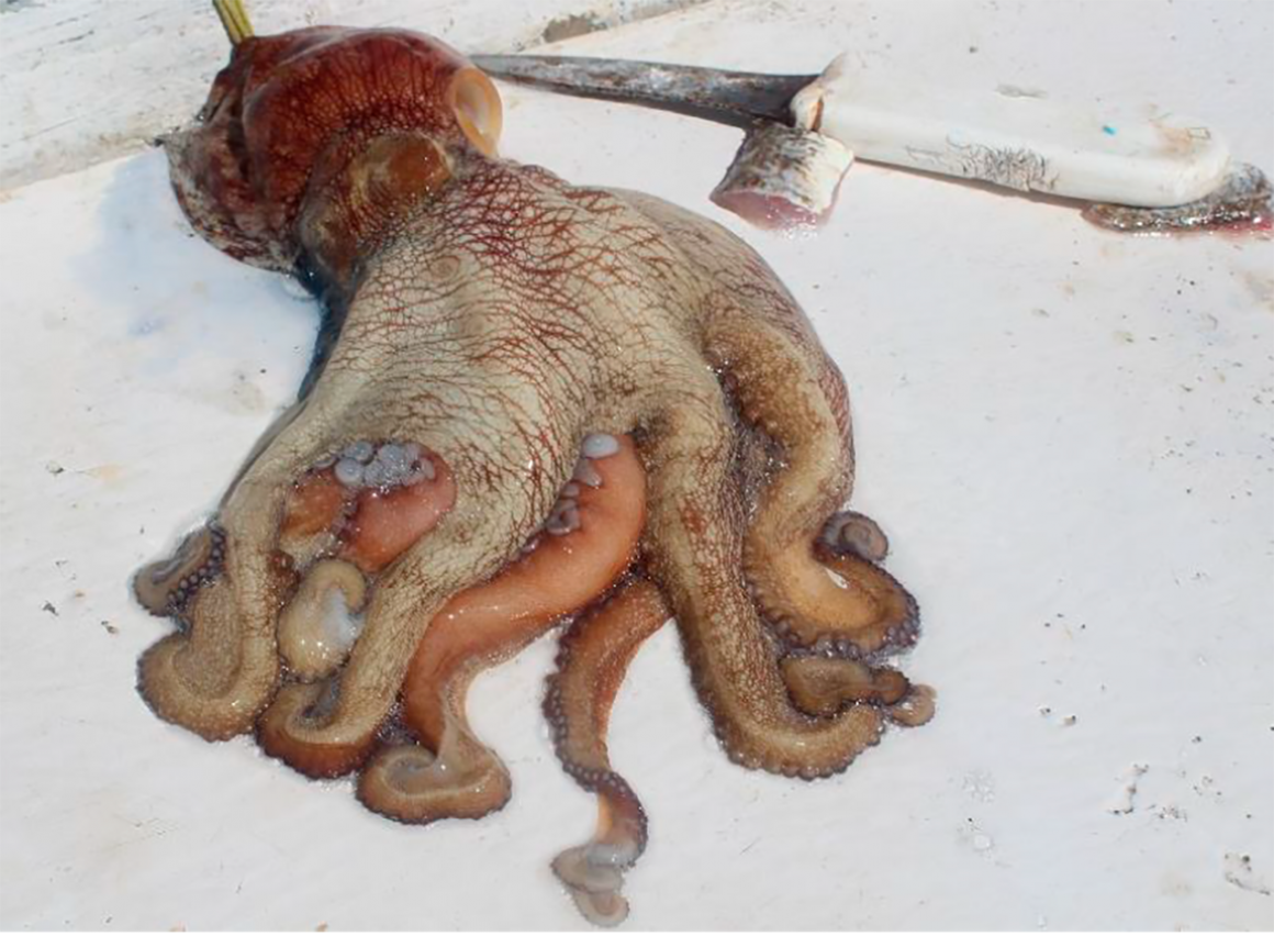 Los pulpos en la pesca de Yucatán » Avance y Perspectiva
