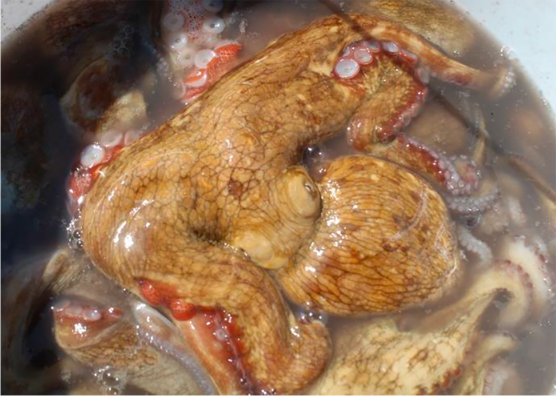 Los pulpos en la pesca de Yucatán » Avance y Perspectiva