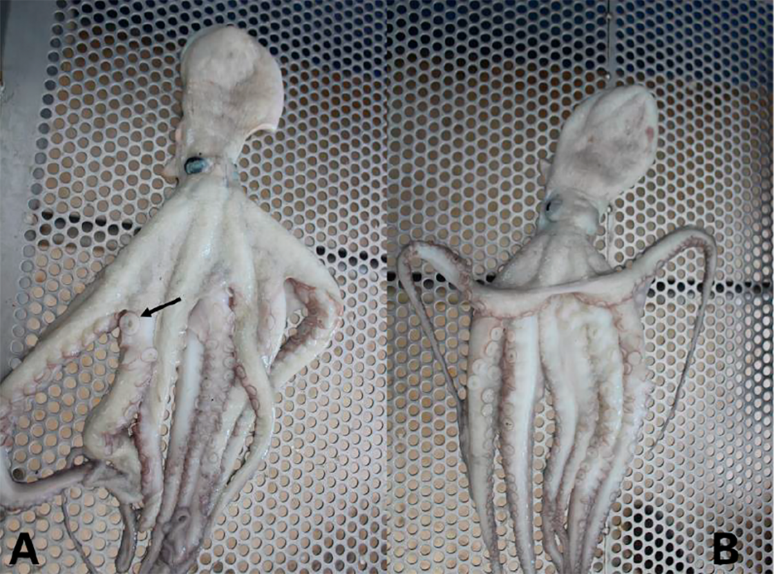 Los pulpos en la pesca de Yucatán » Avance y Perspectiva